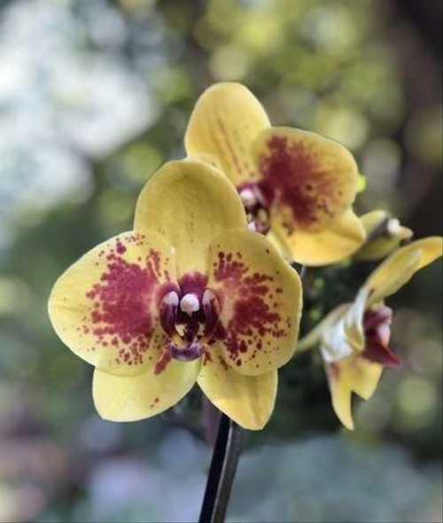 Орхидея сортовая (пескара)