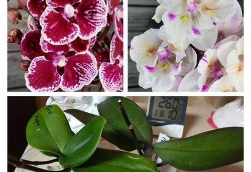 Орхидея фаленопсис биглип бабочка Попкорн