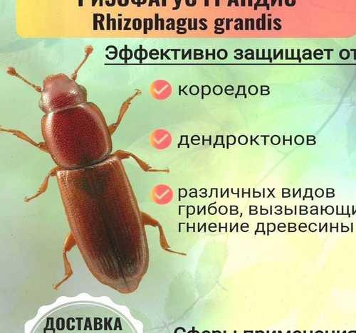 Ризофагус Грандис от Короедов и Дендроктонов