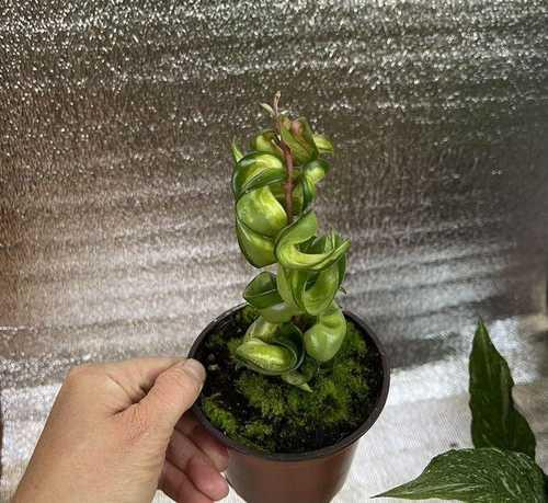 Хойя Compacta Mauna Loa