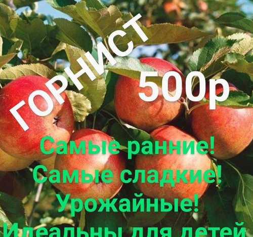 Продаю яблони