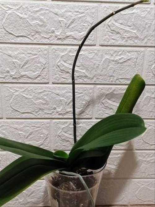 Орхидея фаленопсис сорт Карибская мечта