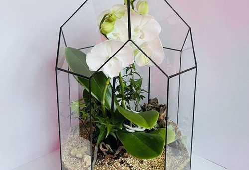 Флорариум с орхидеей. Подарок любимой. В наличии