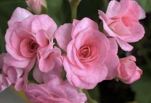 Пеларгония Античная роза