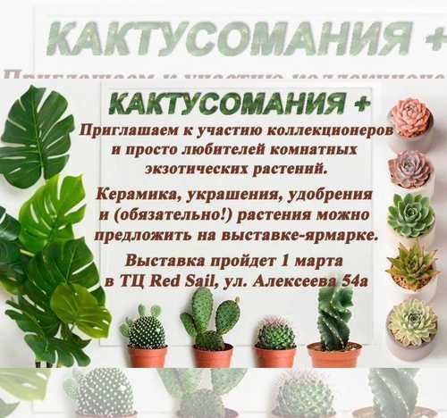 Кактусы и суккуленты