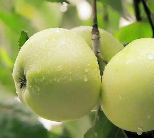 Яблоня саженцы сорт антоновка