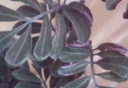 Растения для флорариума соланум лиана