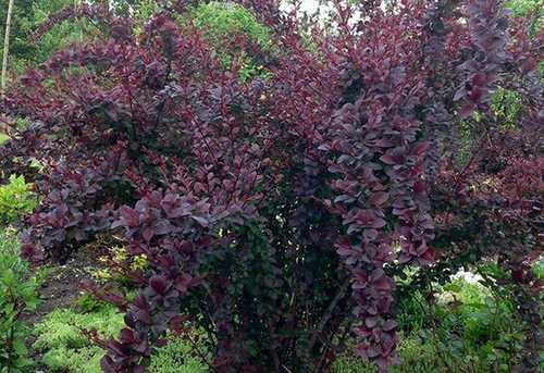 Барбарис оттавский (лат. Berberis ottawensis), сем