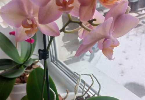 Орхидея Легато Бронь