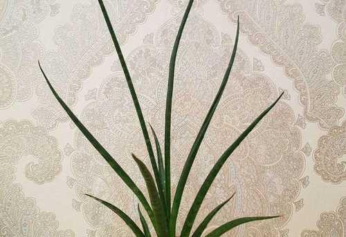 Сансевиерия цилиндрика комнатные растения