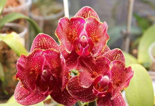 Орхидея фаленопсис cherry bomb ES 2