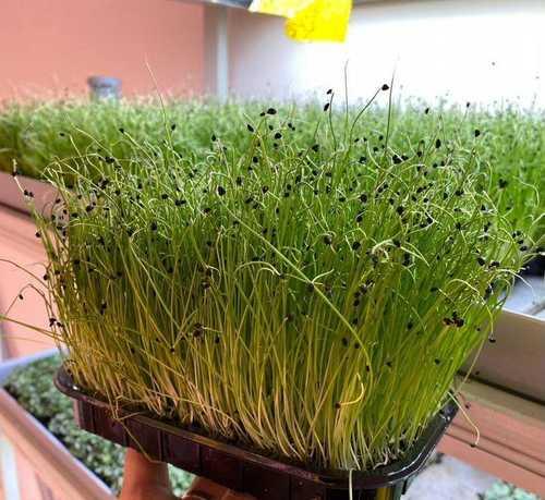 Семечки брокколи, горчицы, гороха микрозелени