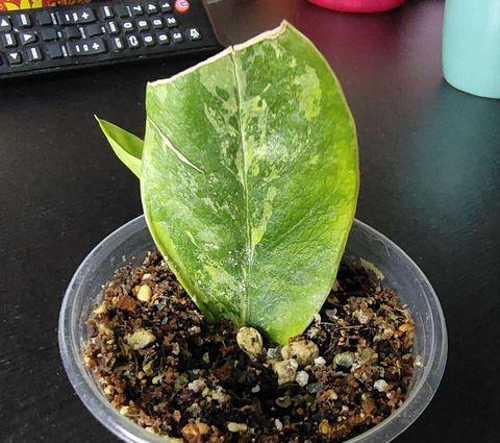 Замиокулькас вариегатный Short leaf Variegated