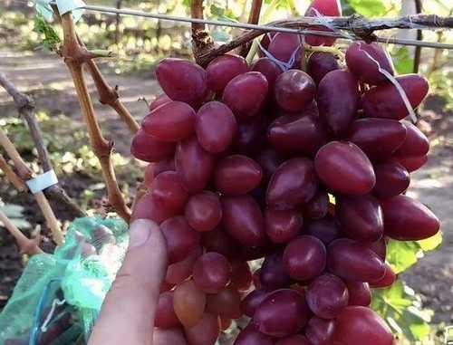 Саженцы винограда Казанова ранний