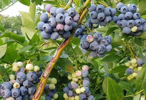 Саженцы голубики Денис Блю, среднеспелый и вкусный