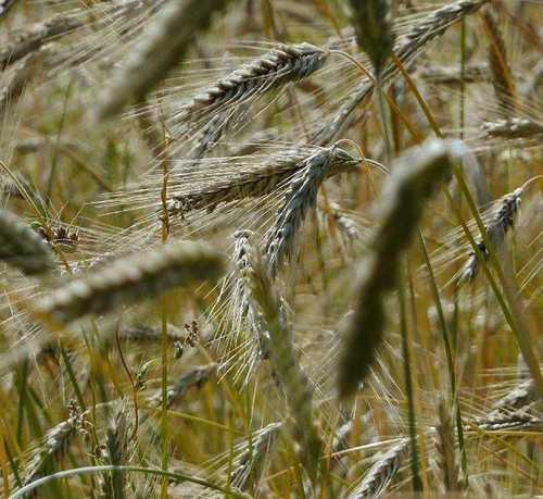 Рожь озимая Татьяна