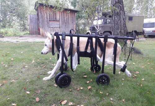 Инвалидная коляска для крупных собак (квадро)