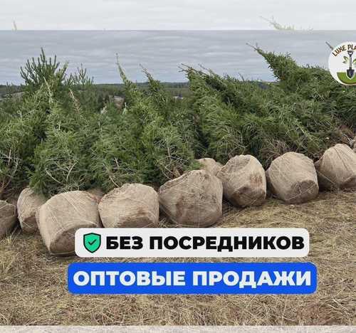 Ель, сосна, береза, липа