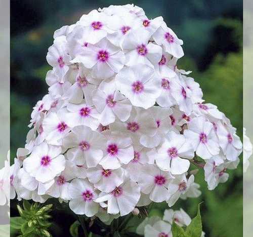 Корни флокс Phlox (p) ’Graf Zeppelin’