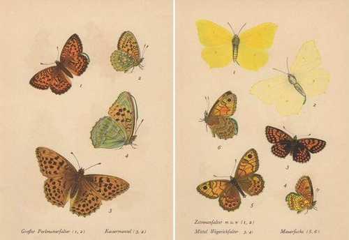 Гравюры. Насекомые. Бабочки. 19 век