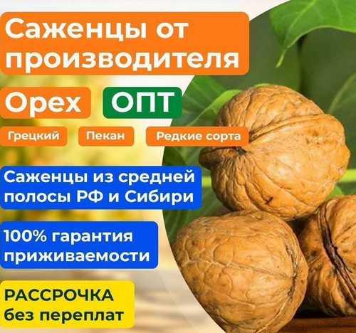 Саженцы орехов. Оптом