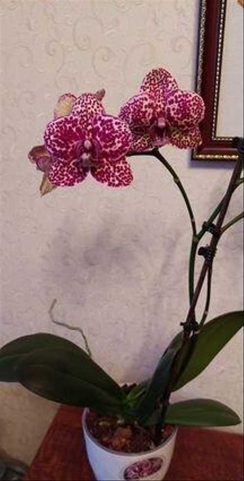 Сортовая орхидея фаленопсис Дикий кот Wild cat