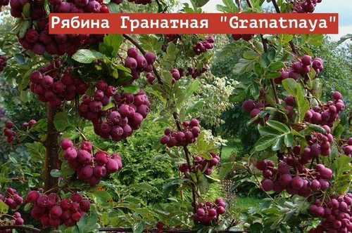 Рябина Гранатная Granatnaya о/с 6-8 200-300