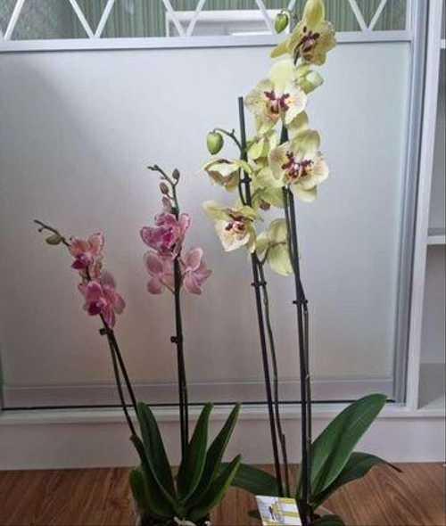 Орхидеи фаленопсис пескара и пират пикотти
