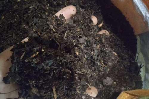 Питательная почва(хвойно- листовой перегной)