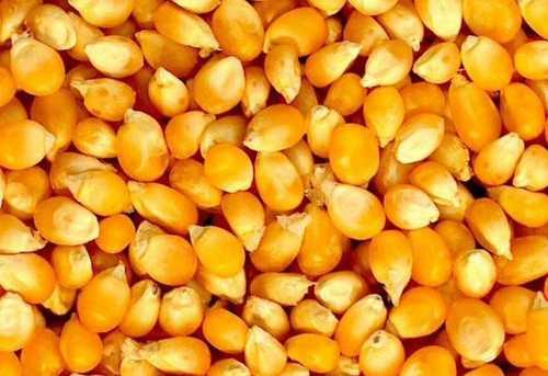Кукуруза семена дкс 3939