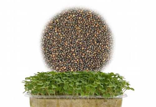Семена Микрозелень от 50 грамм арт.0048
