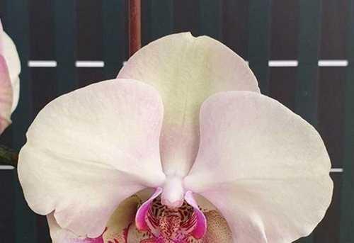 Орхидея Phal. Miki Реасh '3175' (рelоric)