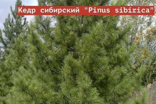 Кедр сибирский Pinus sibirica Ком 500 см