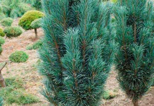 Pinus sylvestris Fastigiata 50-60см