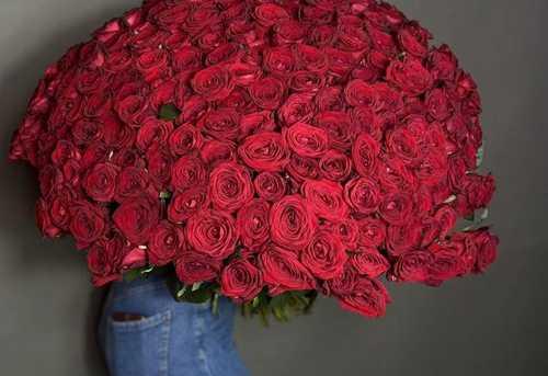 Красные розы букет из 157 роз
