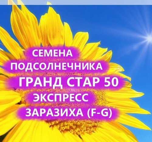 Семена подсолнечника Гранд Стар 50 Гибрид, Волгогр