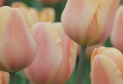 Тюльпан Эприкот Фокс 1 уп. (3 шт.) фракция 11/12