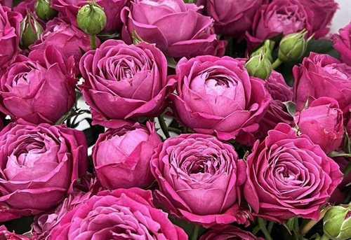 Пионовидная кустова роза Цветы букеты