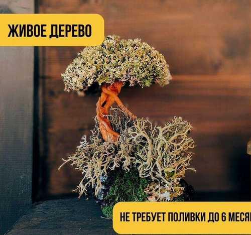 Небольшое дерево из цетрарии