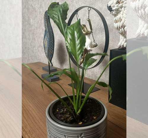 Спатифиллум