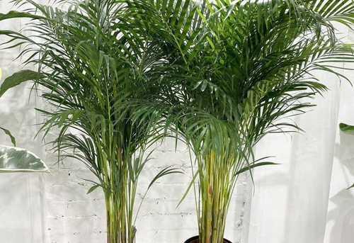 Пальма арека, Дипсис, Хризалидокарпус 170 см