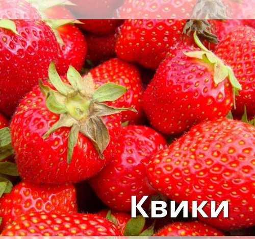 Клубника Квики