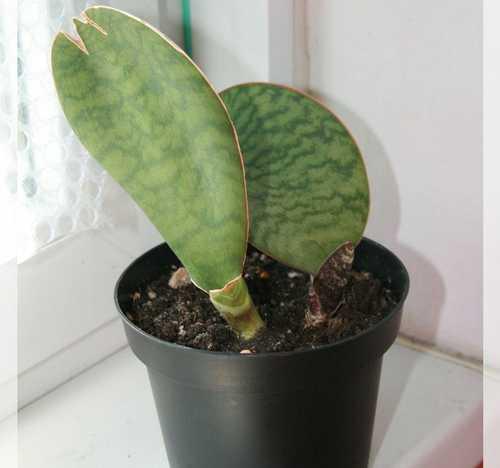 Сансевиерия Масониана \ Sansevieria masoniana