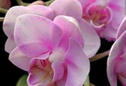 Орхидея Miki sakura