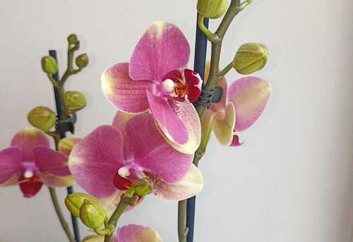Орхидея фаленопсис новый сорт красно-желтый