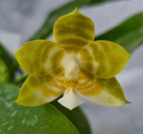 MO628 Phal. Mituo Reflex KIng 'flava#1'