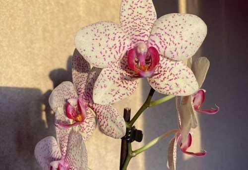 Орхидея фаленопсис "Веснушки"