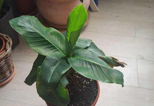 Банан растение