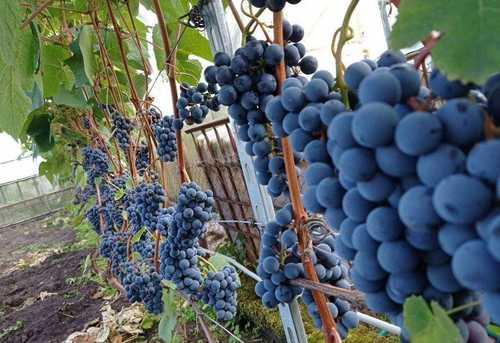 Саженцы винограда изабелла