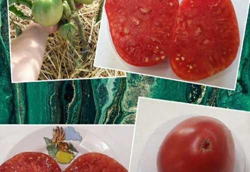 Семена колекц. сортовых томатов